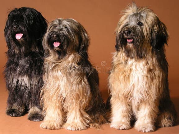 Three laughing dogs stock photo. Image of longhaired, beautiful - 423744