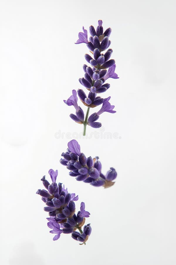 Three Lavender Flowers Falling on White Background Stock Illustration ...