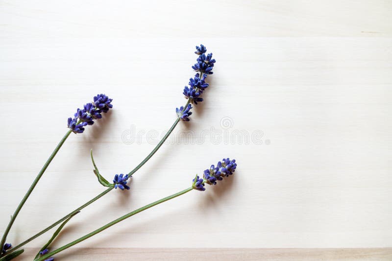 Three Lavender Flowers on a Light Wooden Surface. Flat Layout Stock ...