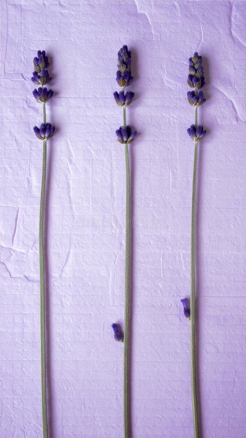 Fragrance Aromatic Health Stock Illustrations – 12,875 Fragrance ...