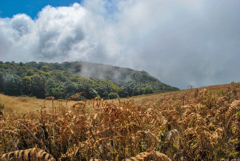 Nature Scenerio Stock Photos - Free & Royalty-Free Stock Photos from ...