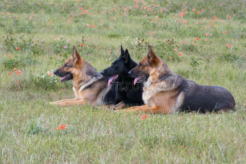 Three Laying German Shepherds Stock Image - Image of agile, brown: 2997997