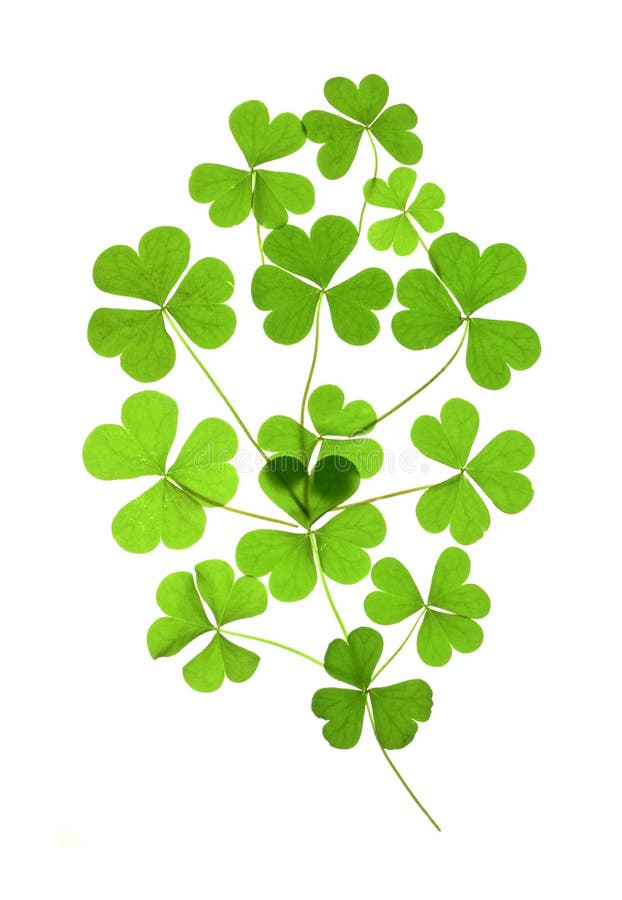 Three leaf clove stock image. Image of ecology, grass - 38392163