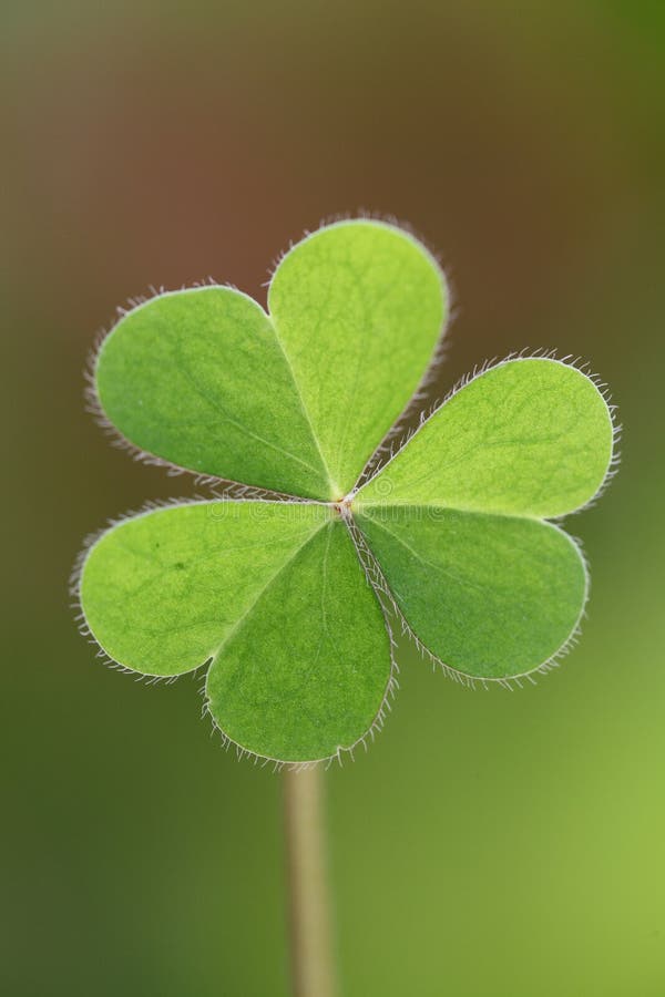Three-Leaf Clovers. stock photo. Image of clovers, leaf - 93737758