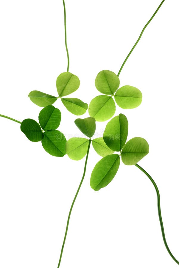 Three leaf clover stock photo. Image of garden, foliage - 39273548