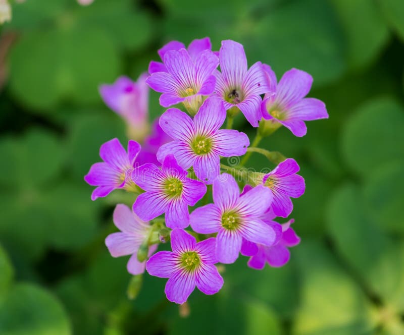 Three-leaf clover flower stock photo. Image of clover - 88355486