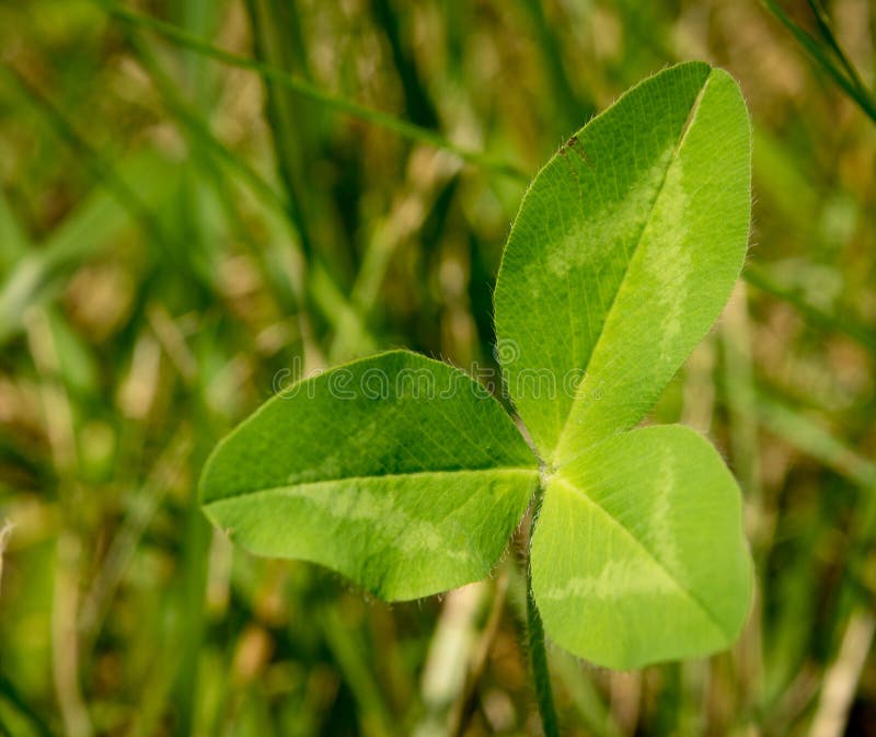 Three-Leaf Clovers. stock photo. Image of clovers, leaf - 93737758