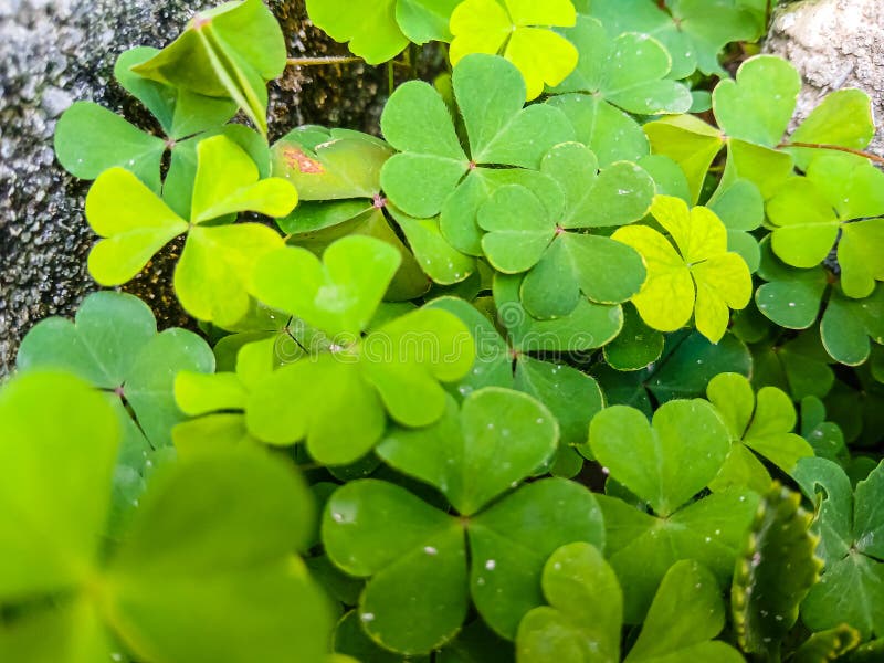 The Three-leaf Clover Plant Grows Wild in the Yard Stock Image - Image ...