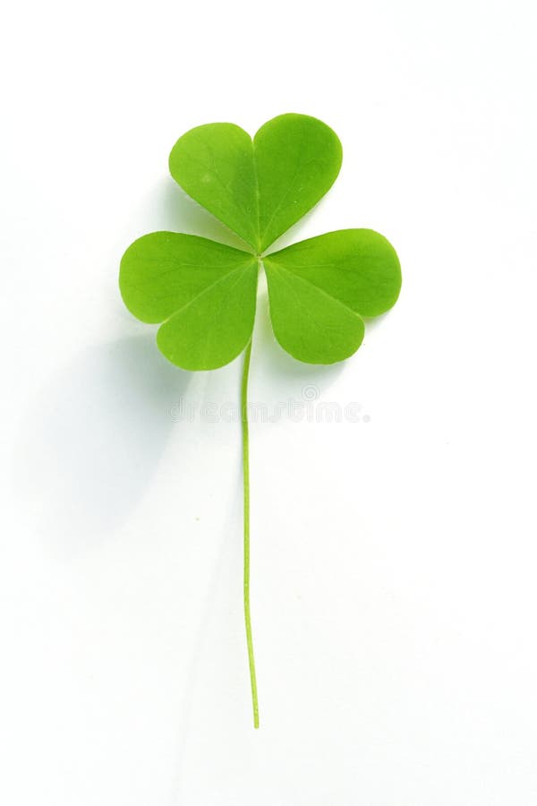Three Leaf Clover Macro In A Bed Of Wet Moss Horiz Stock Image - Image ...