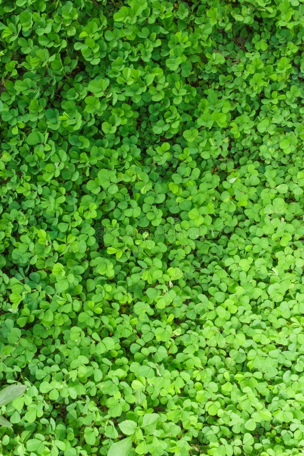 Three Leaf Clovers stock photo. Image of growth, abstract - 25558560