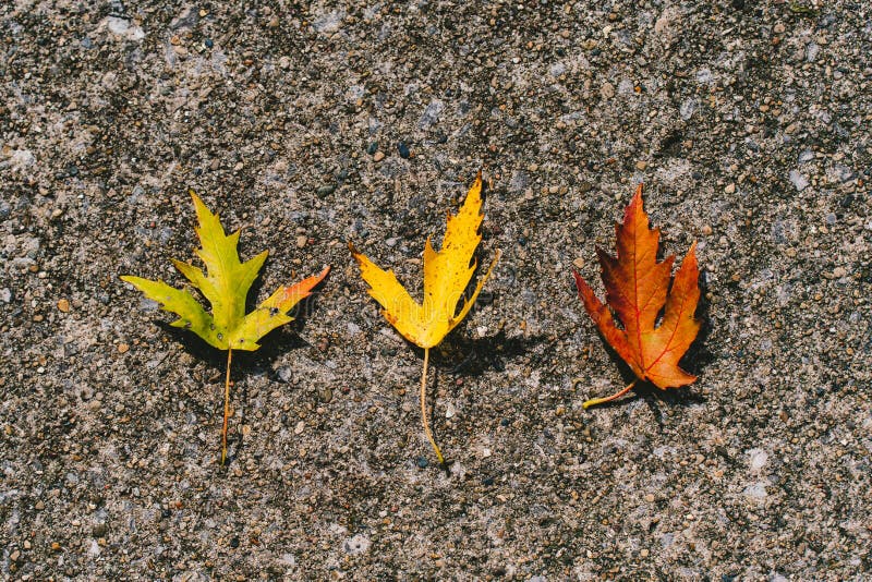 The Three Leaf Colors of Autumn Stock Photo - Image of colors, yellow ...