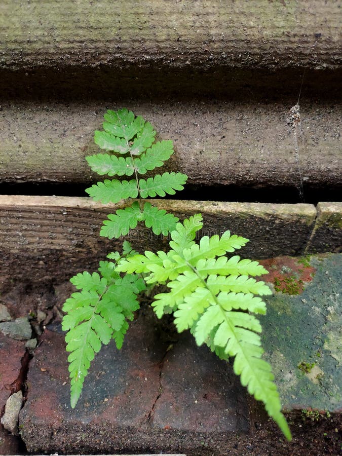 A Three-leaf Fern that Grows on Bricks Stock Image - Image of bricks ...