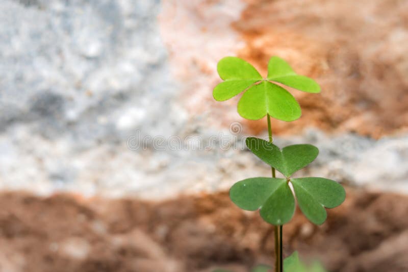 Three Leaf Shamrock Leaves Close Up. Close Up of a Bunch of Green ...