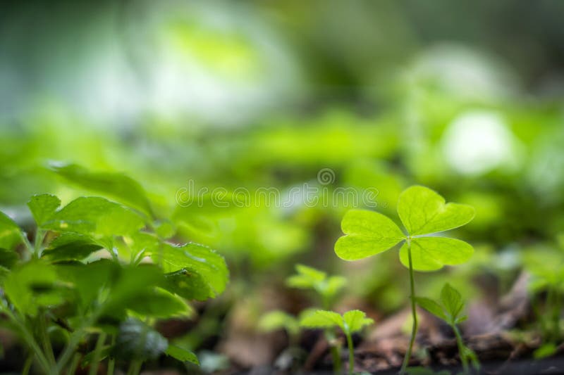 Three Leaf Shamrock Leaves Close Up Bunch Green Clover Background Stock ...
