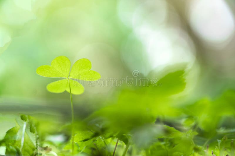 Three Leaf Shamrock Leaves Close Up. Close Up of a Bunch of Green ...