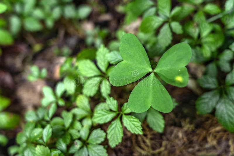 Three Leaf Shamrock Leaves Close Up. Close Up of a Bunch of Green ...