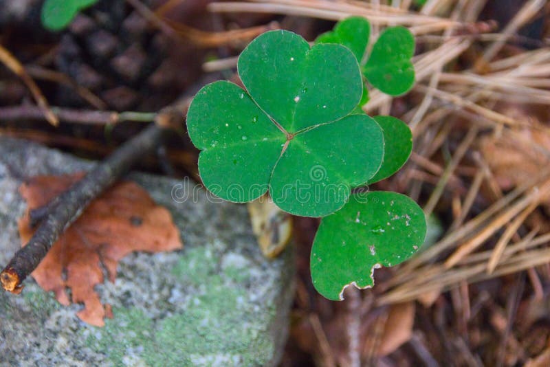 Three-leafed Clover Leaves in the Forest Stock Image - Image of ireland ...