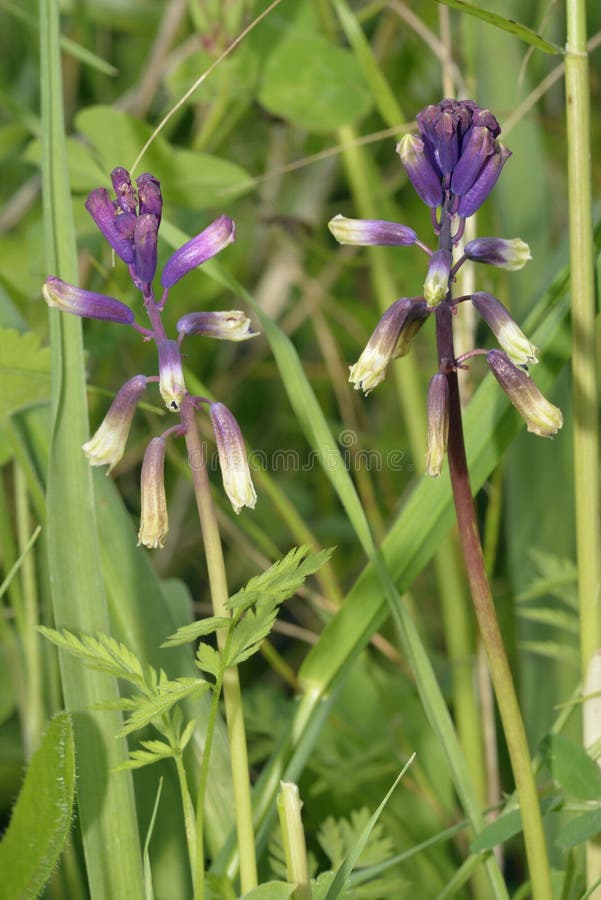 Three-leaved Bellevalia stock photo. Image of vertical - 69261246