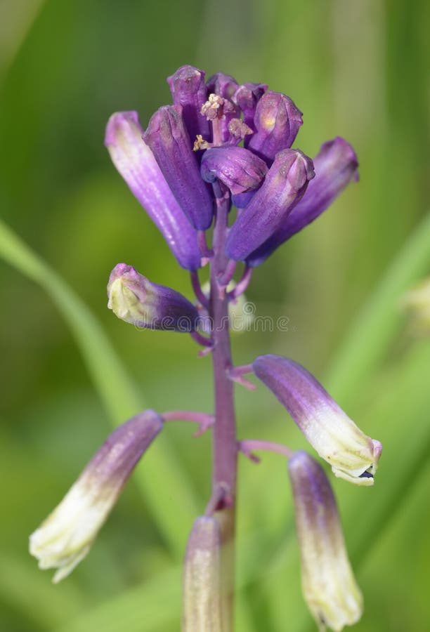 Bellevalia Trifoliata Stock Photos - Free & Royalty-Free Stock Photos ...
