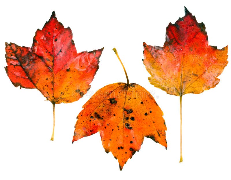 Three red fall leaves stock photo. Image of high, color - 1306354