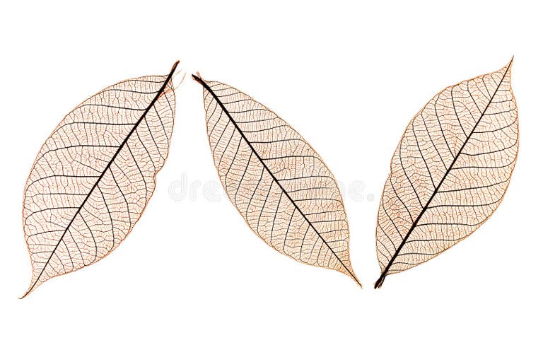 Three leaves stock photo. Image of intricate, leaf, brown - 1863850