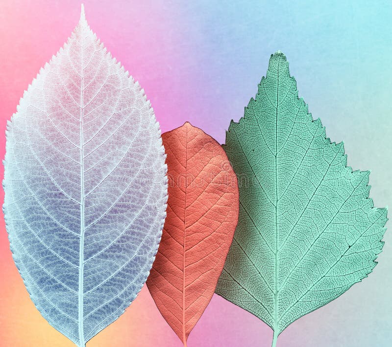 Beautiful Textured Leaves Close-up. Stock Photo - Image of season ...