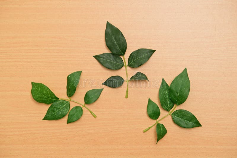 Three Leaves Branches on Wooden Table, Top View, Flat Lay Stock Image ...
