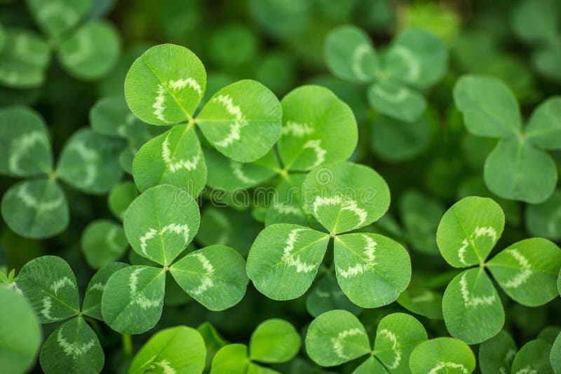 Three Leaves Clover Background. Macro Stock Photo - Image of ...