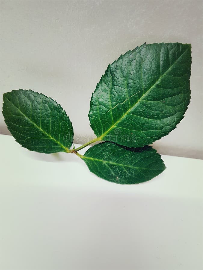 Three leaves stock image. Image of rose, green, leaves - 102322337