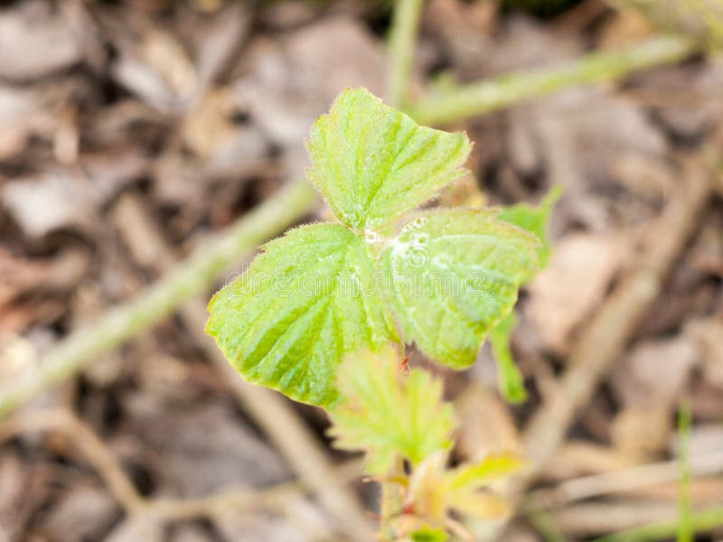 Three Leaf Plant on Forest Floor Greenery Foliage Stock Photo - Image ...