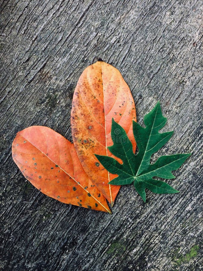 Three leaves stock photo. Image of intricate, leaf, brown - 1863850