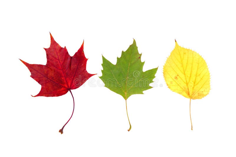 Three leaves stock image. Image of design, beautiful - 76510263