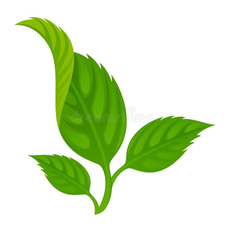 Three Leaves Tree stock vector. Illustration of outdoors - 10680146