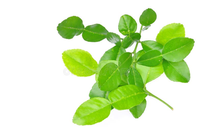 Three Leech Lime Leaf Isolated Stock Image - Image of spicy, bergamot ...