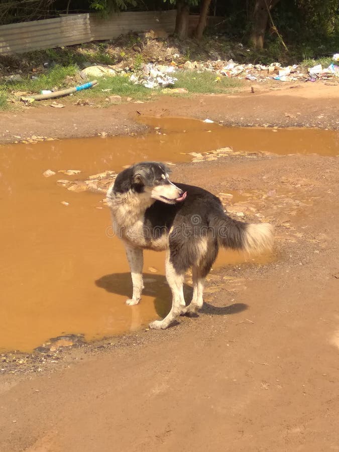 Three Leg Dog with Black and White Colour Stock Image - Image of ...