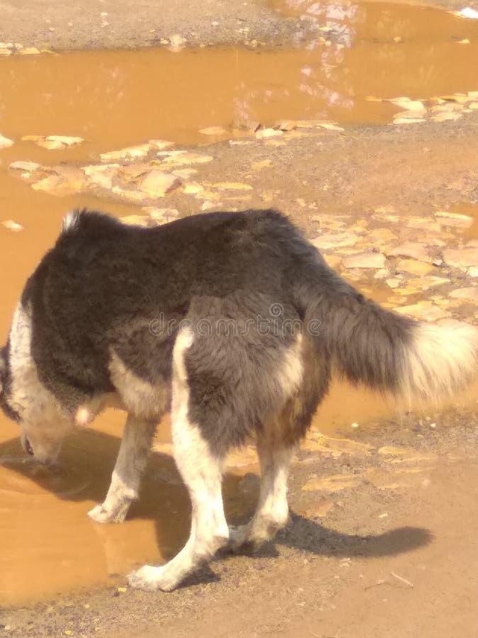 Three Leg Dog with Black and White Colour Stock Photo - Image of black ...