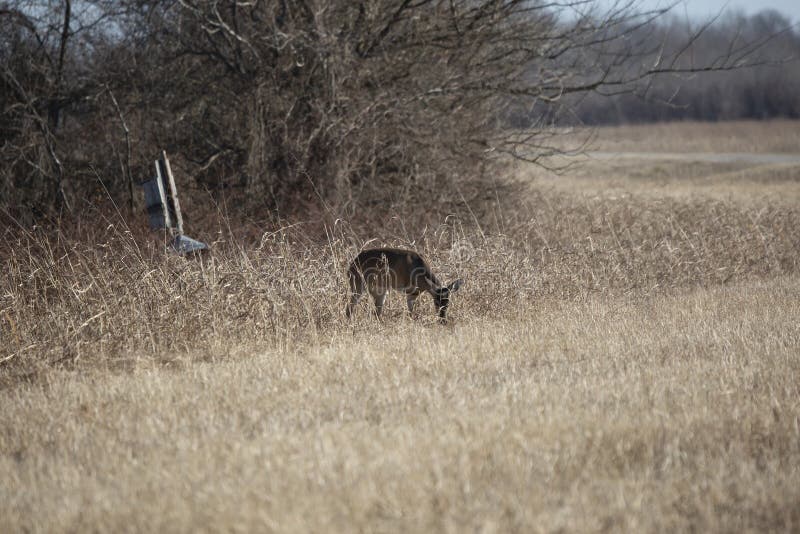 Three-Legged Deer Foraging stock image. Image of fauna - 253431825