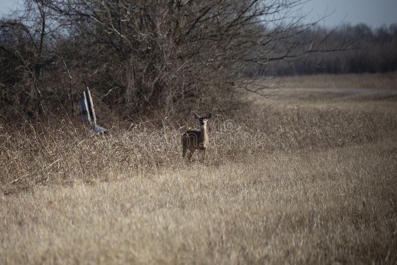 Three-Legged Deer Snacking stock image. Image of large - 253431801