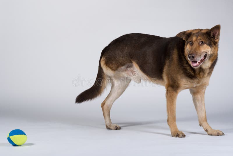 223 Three Legged Dog Stock Photos - Free & Royalty-Free Stock Photos ...