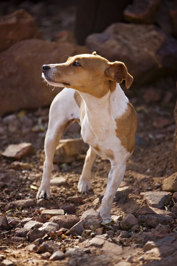 223 Three Legged Dog Stock Photos - Free & Royalty-Free Stock Photos ...