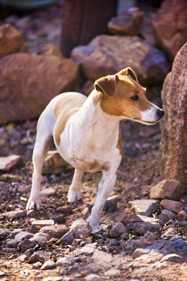 Three Legged Dog at a Shelter Stock Image - Image of puppy, doggy ...