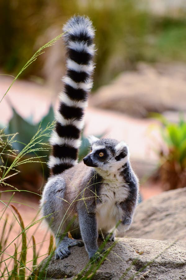 Three-Legged Lemur stock photo. Image of heal, stripe - 280794368