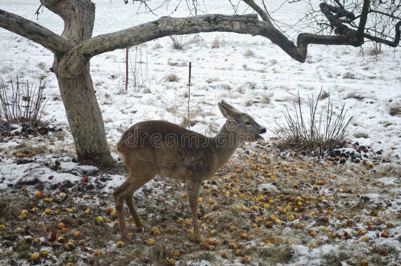 Three Legged Roe Deer in Winter Garden Stock Photo - Image of careful ...