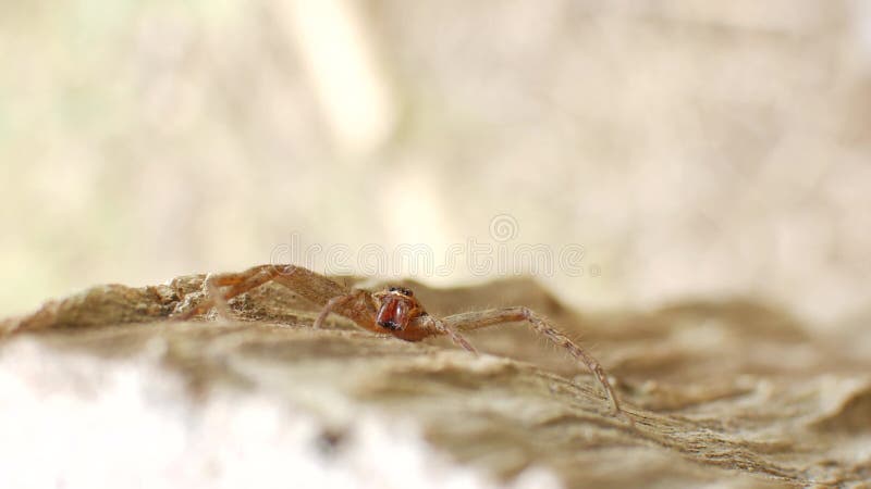 Three-legged Spider on a Tree Stock Video - Video of trauma, insect ...