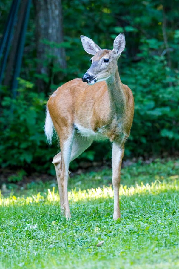 Three Legged Deer Stock Photos - Free & Royalty-Free Stock Photos from Dreamstime