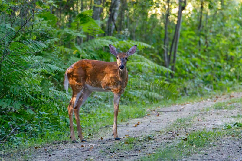 Three Legged Deer Stock Photos - Free & Royalty-Free Stock Photos from ...