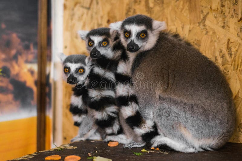 Three Lemurs Look at the Frame Stock Photo - Image of higlisocial, mammal: 114267926