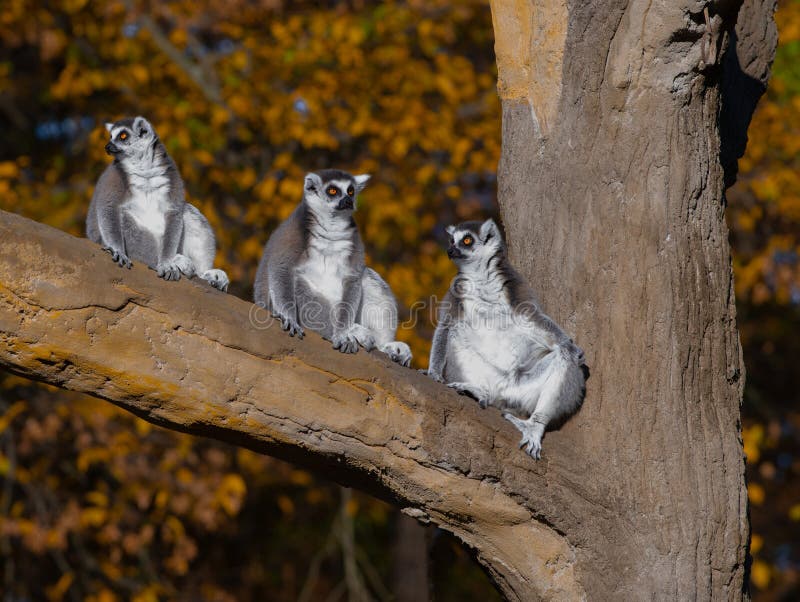 Three Lemurs Perched on Tree Wildlife Stock Image - Image of animals ...