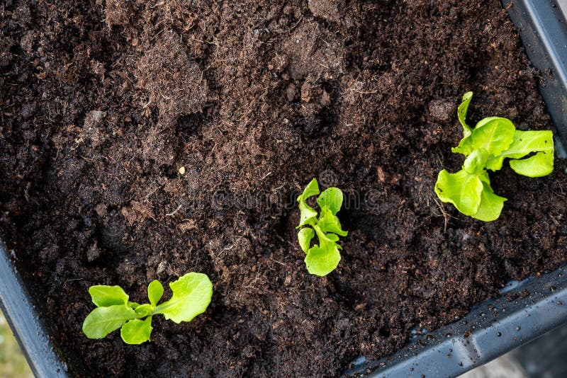 Three Lettuce Seedlings Planted in a Row in a Container or Raised Bed ...