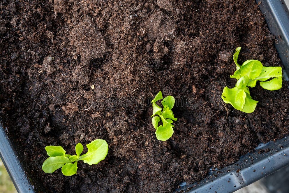 Three Lettuce Seedlings Planted in a Row in a Container or Raised Bed ...